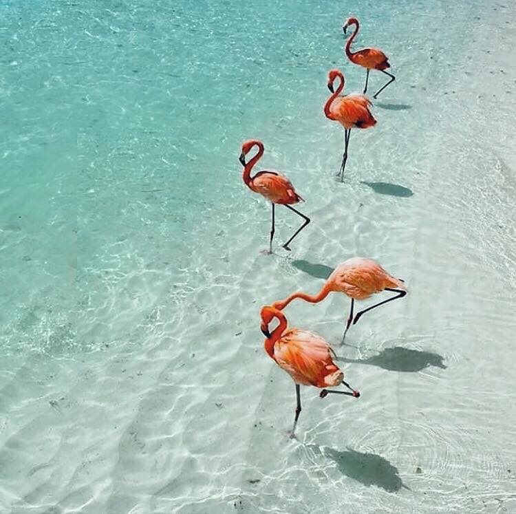 What are the best places to see flamingos in Holbox? - Holbox Island